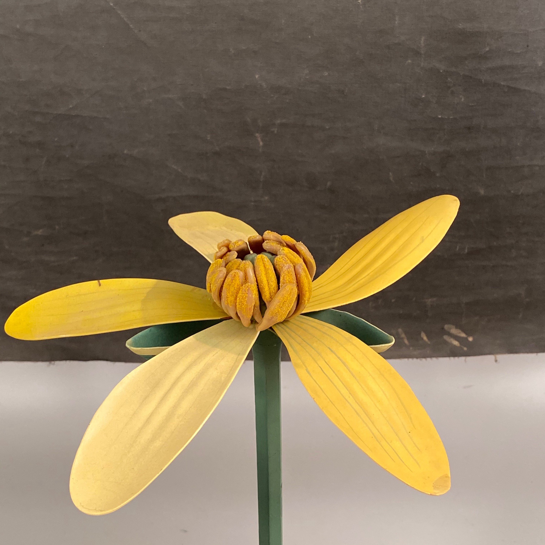 botanic model collection – Objet Vagabond