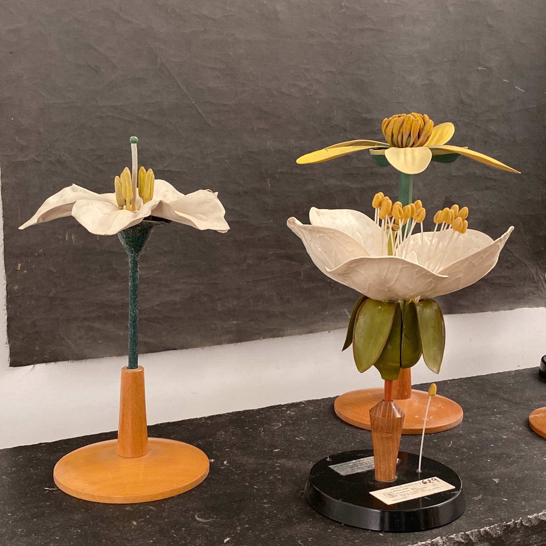 botanic model collection – Objet Vagabond